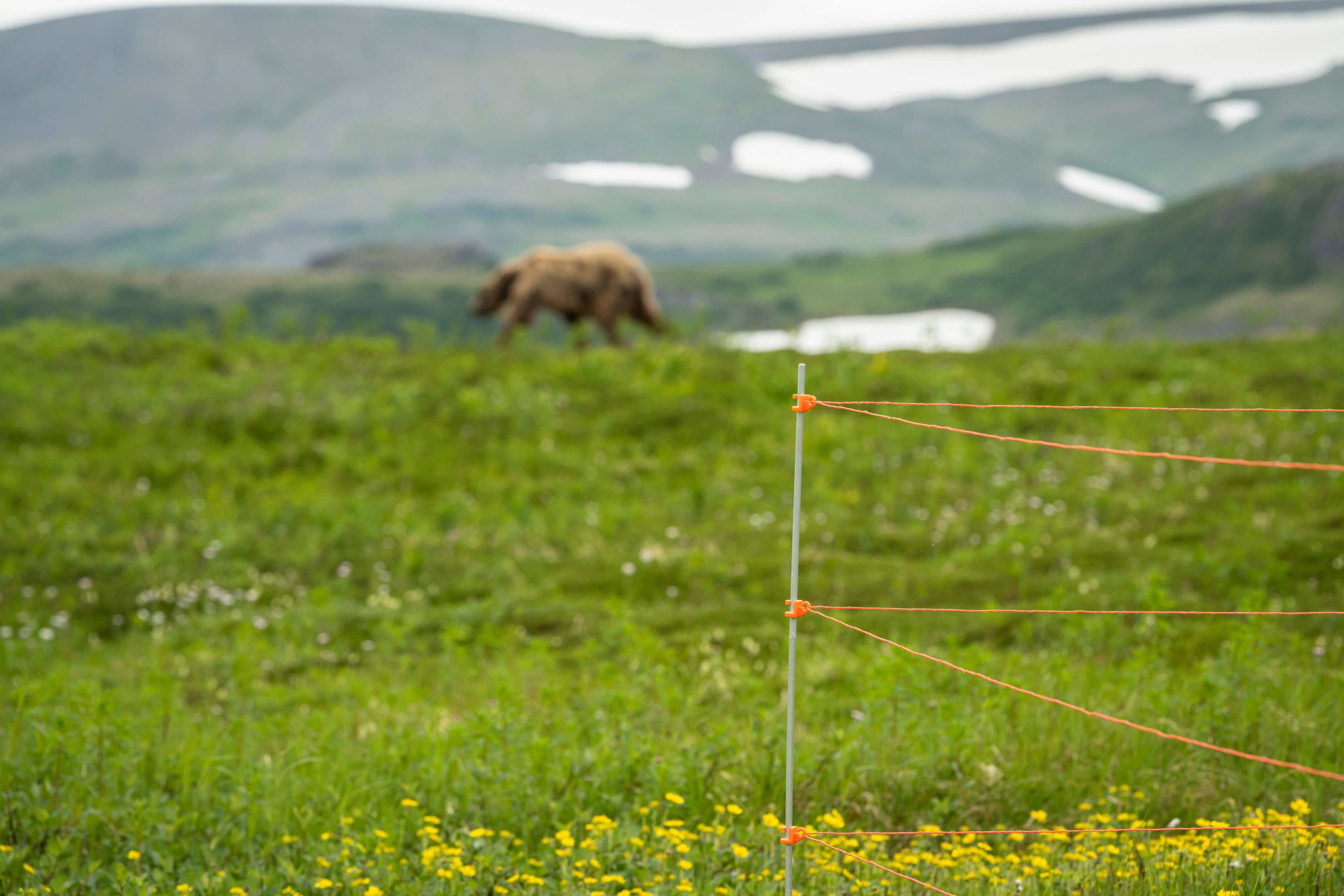 Standard Electric Bear Fence System